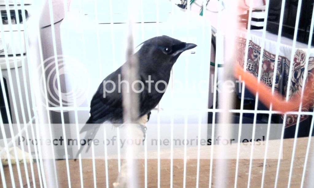 Periquitos australianos - Pájaro Clarín?? - Mundo animal